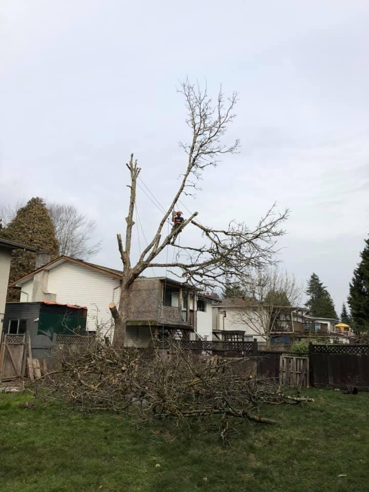 7 Things to Look for in a Tree Service – Skyline Landscaping & Tree ...